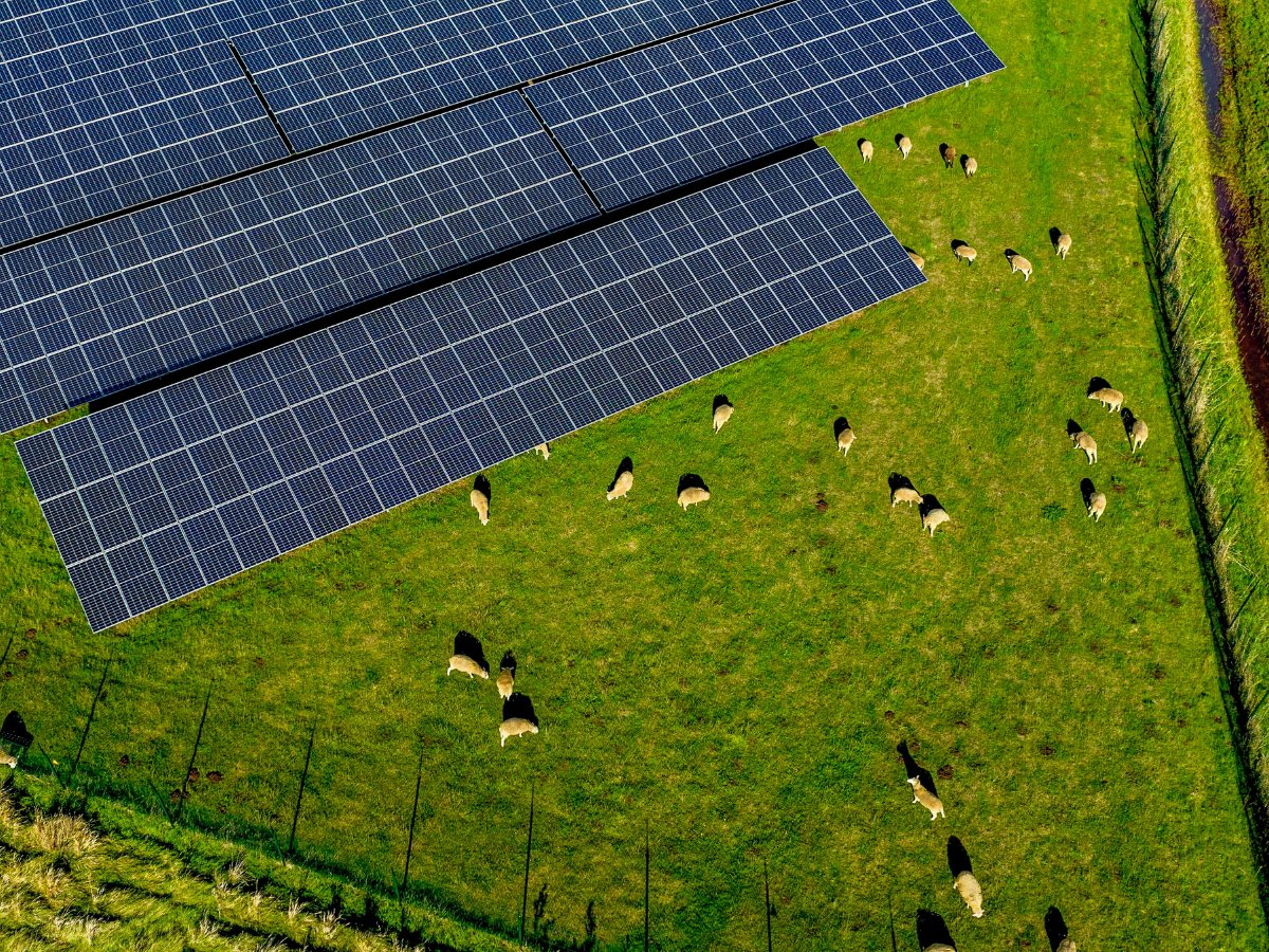 Maximizing Land Potential: The Rising Trend of Solar Grazing in the U.S ...